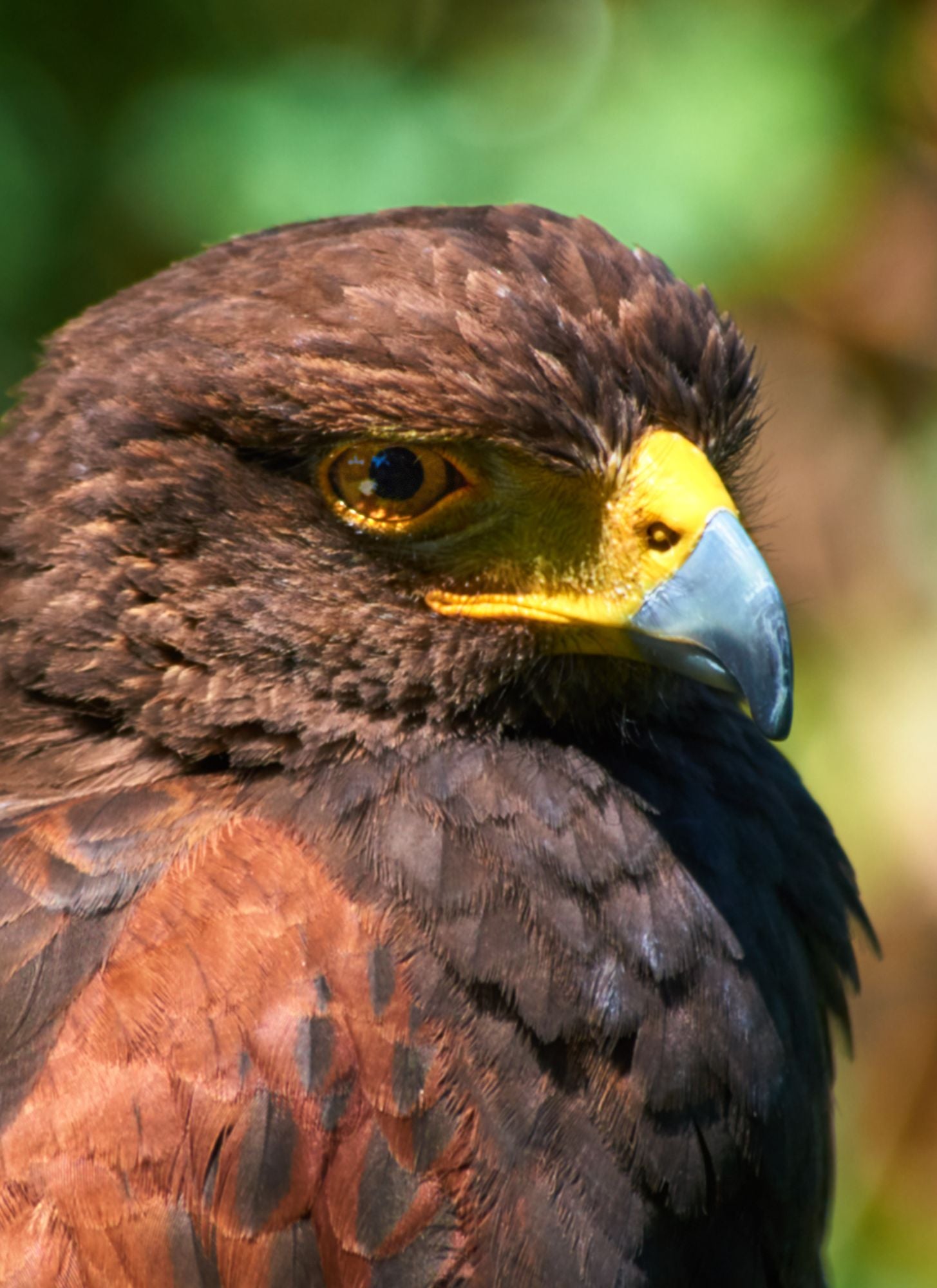 Regal Hawk Majesty – Paint by Numbers Kit – Paintly