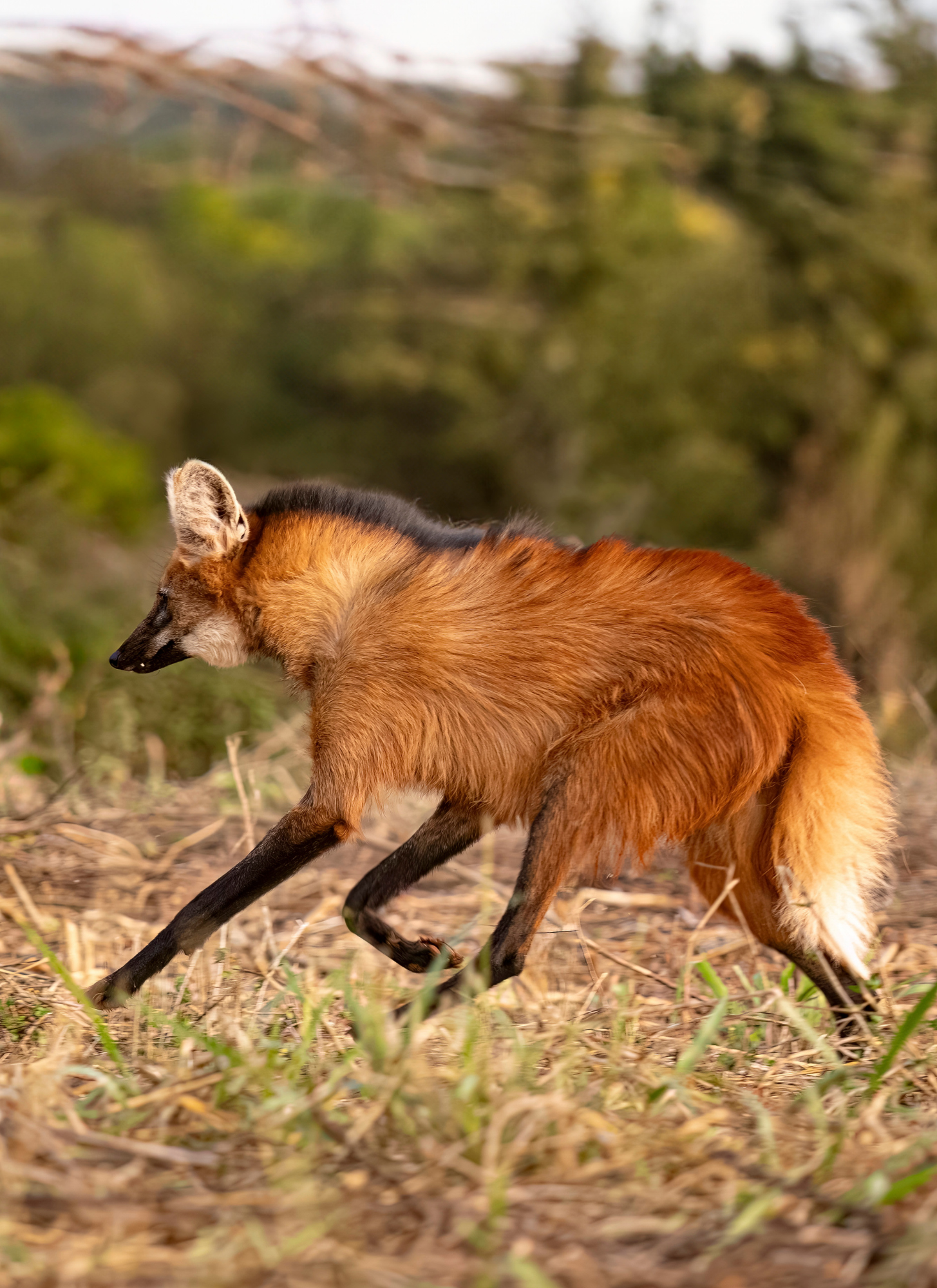 Majestic Maned Wolf – Paint by Numbers Kit – Paintly