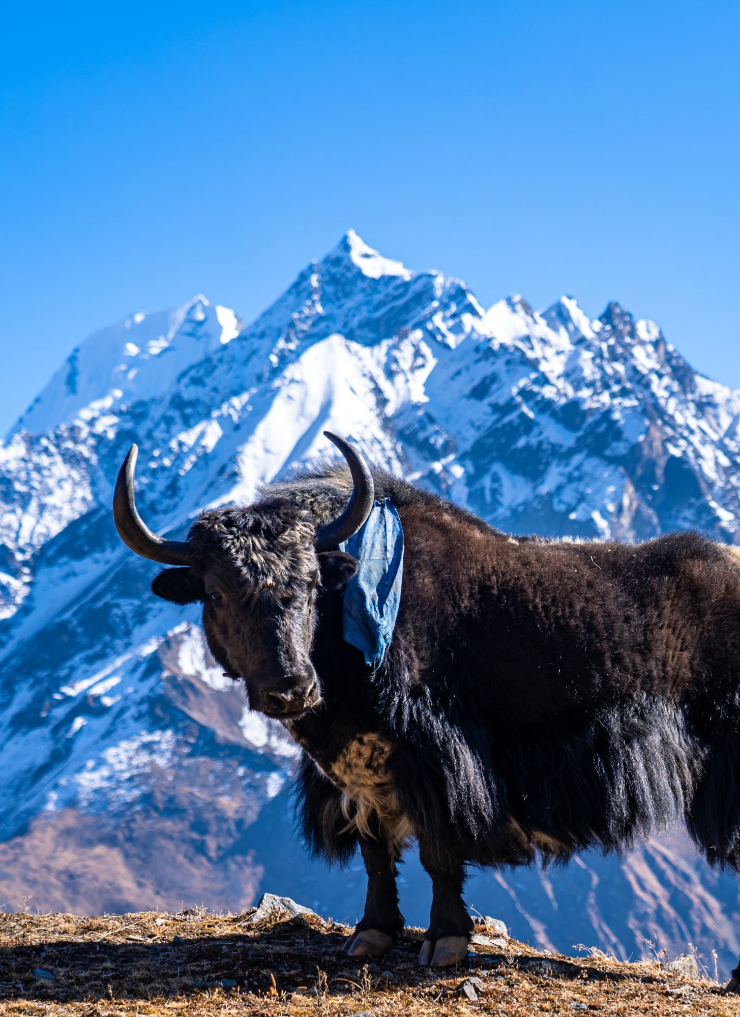 Himalayan Yak Majesty – Paint by Numbers Kit – Paintly