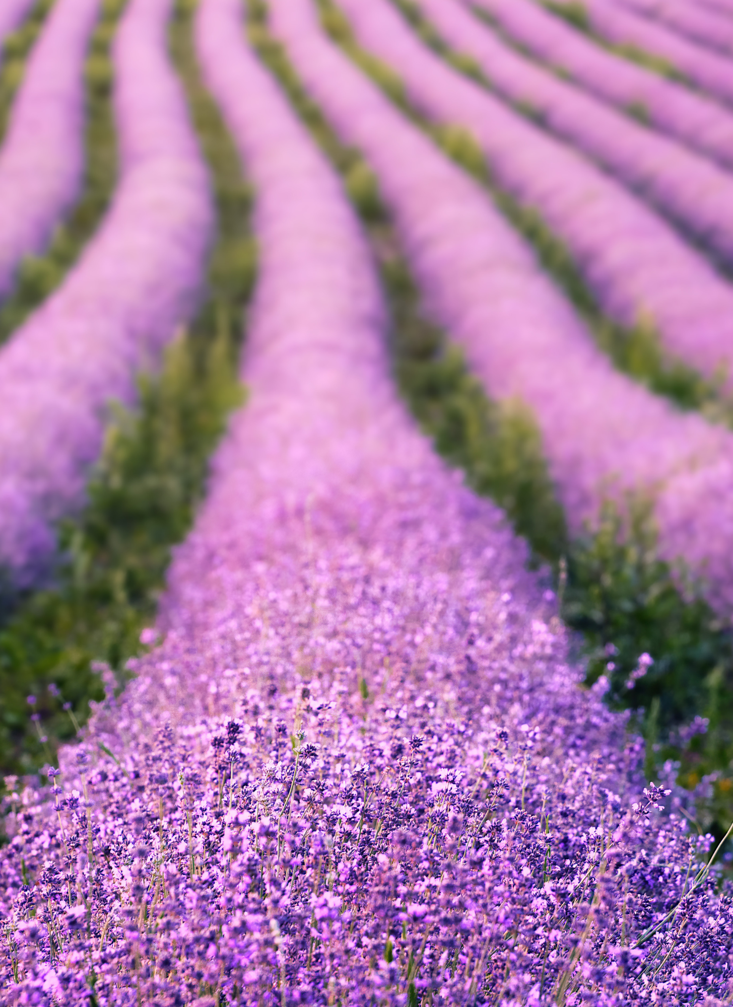 Lavender Pathway – Paint by Numbers Kit – Paintly