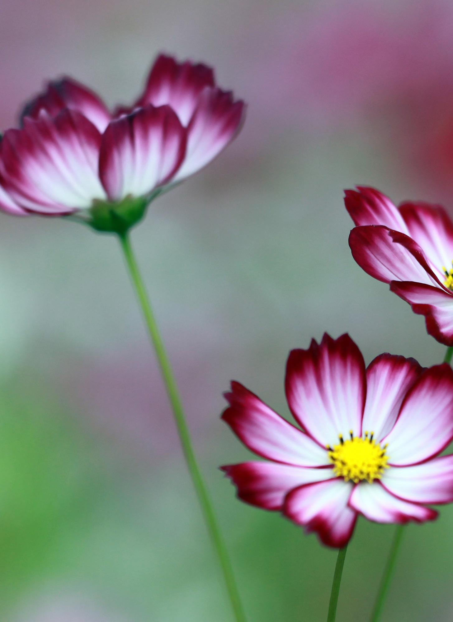 Dancing Cosmos – Soft Blossom Painting Kit – Paintly