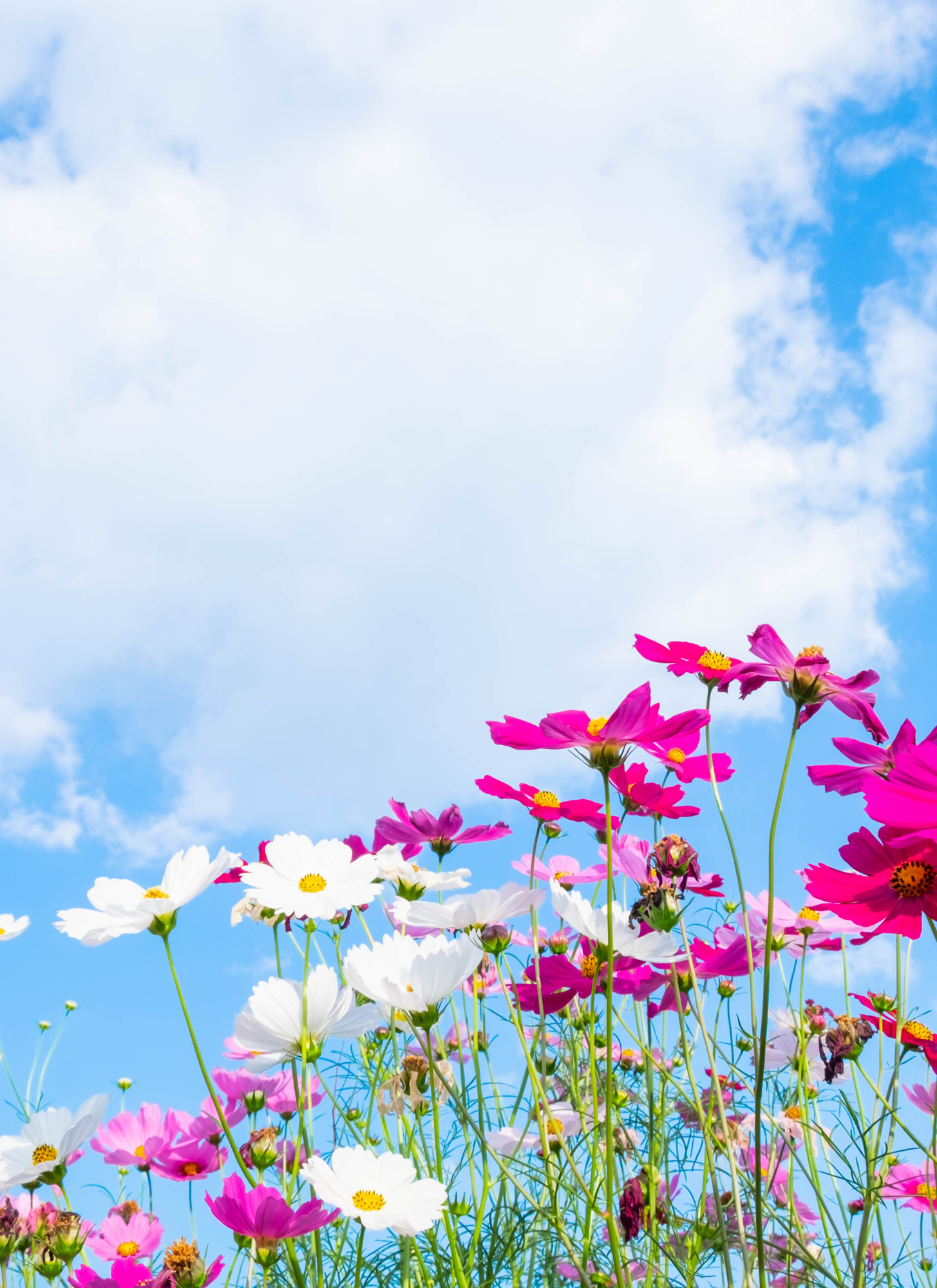 Cosmos Bliss: Paint by Numbers Kit – Paintly
